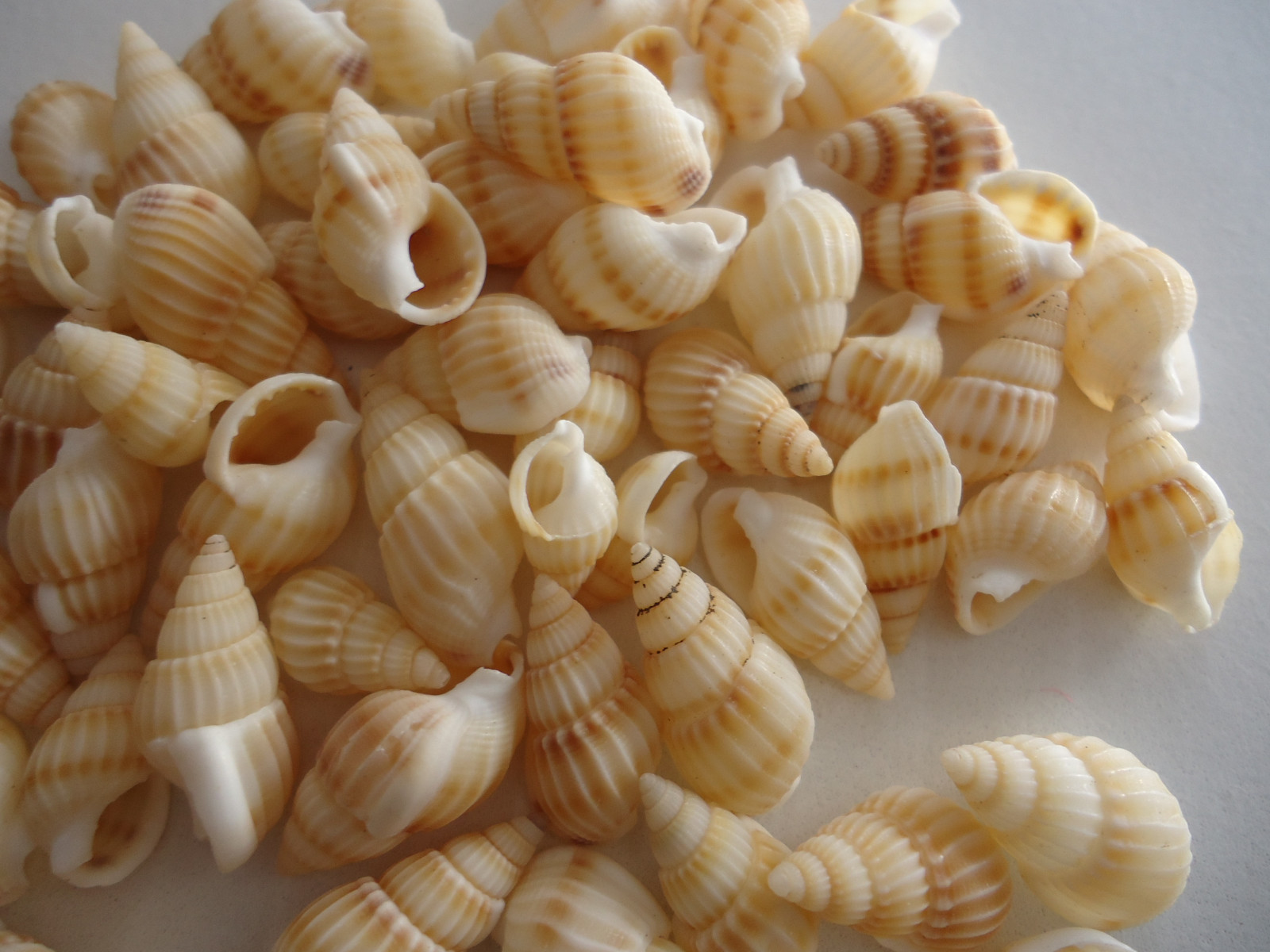 50x Natural Spiral Sea Shell Beads Tribal Jewellery Craft 10-15mm(R036 ...