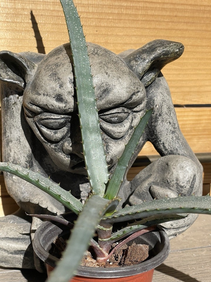 ALOE RUPESTRIS - rare single stem tree aloe seedling -- SEED GROWN!! | eBay