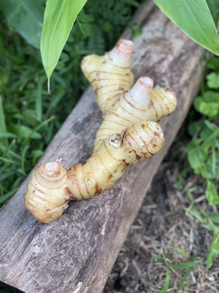 Thai Ginger Roots Galangal 8 Oz Hawaii Grown Rhizomes 1/2 pound Spicy ...