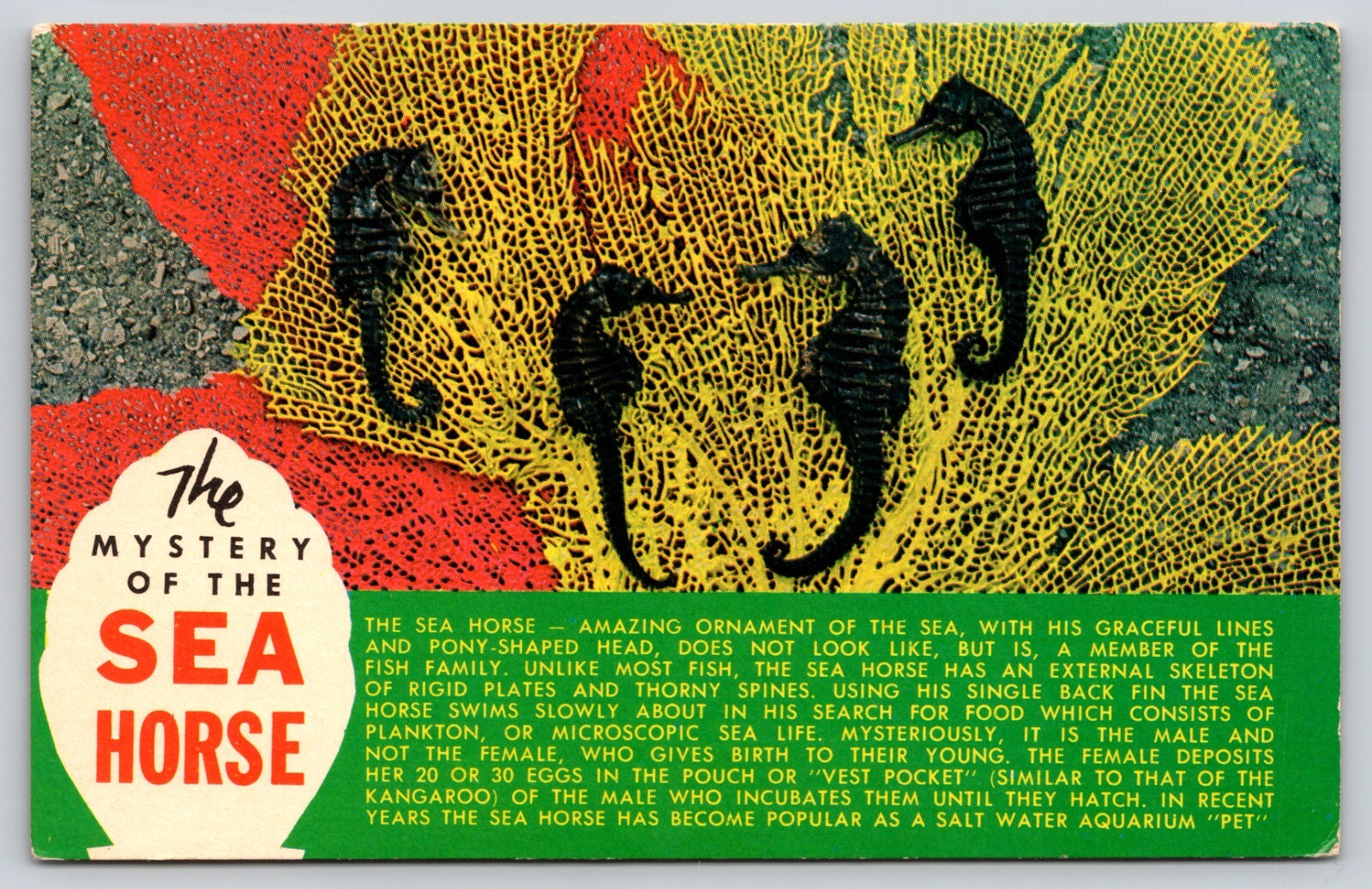 Postcard The Mystery of the Sea Horse History Seahorse Syngnathus ...