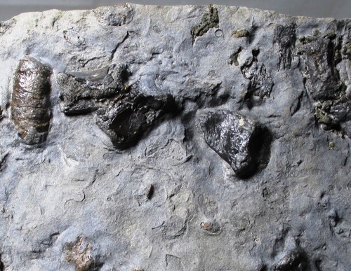 British Triassic reptile fossil vertebraes - Pachystropheus - Bristol ...