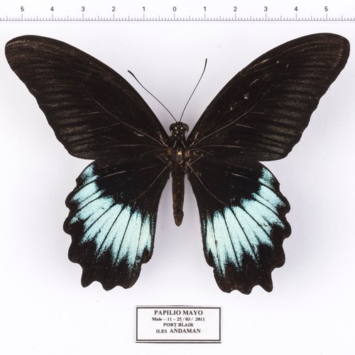 Papilio Mayo ♂ Male - Andaman islands - Papilionidae | eBay