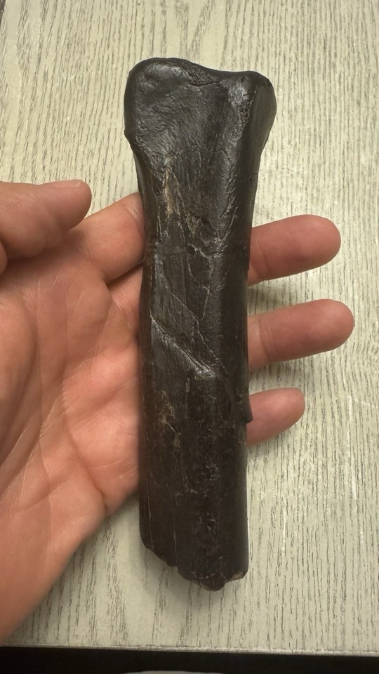 Theropod Dinosaur Fossil Partial Tibia Two Medicine, FM, MT | eBay