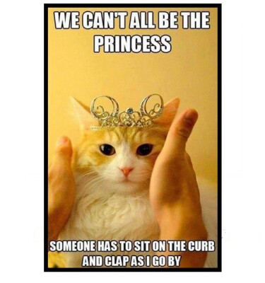 852 - Funny Cute Cat Meme Fridge Refrigerator Magnet | eBay