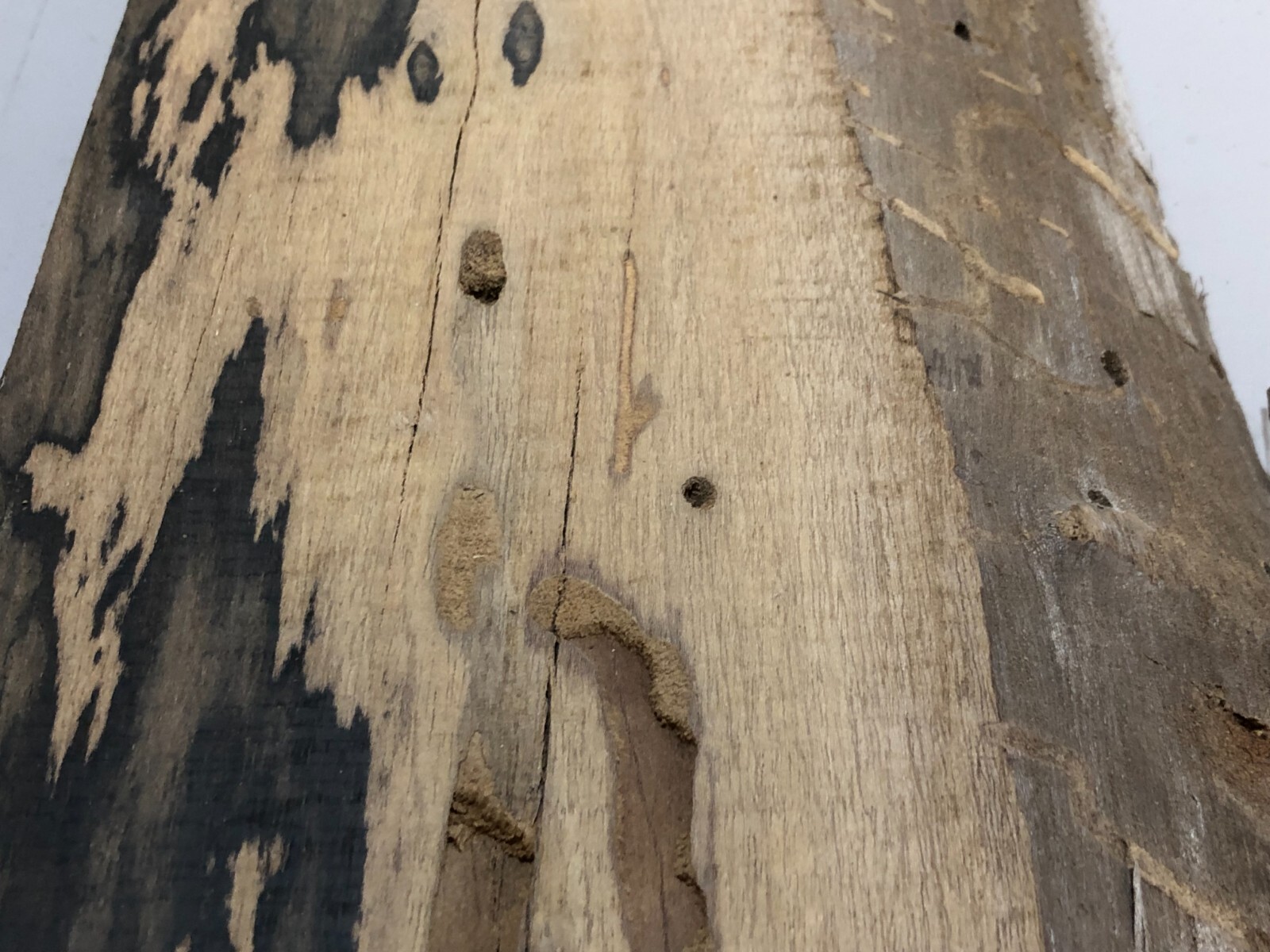 ZL13) Ziricote Lumber (39"x 8"+/-) Slab 1 7/8" thick Kiln Dried Wood ...