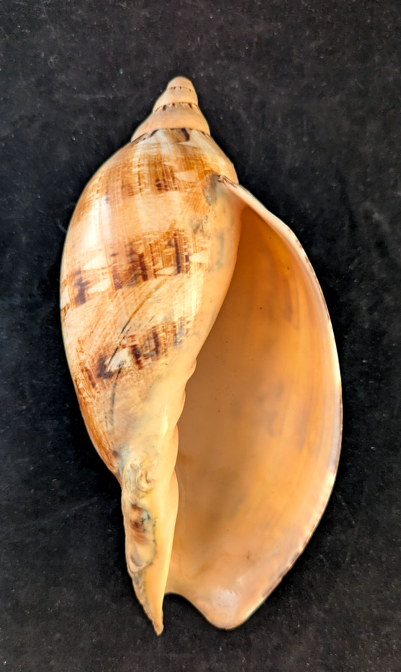 Cymbiola magnifica Volute Sea Shell 209 mm NSW Magnificent Volute | eBay