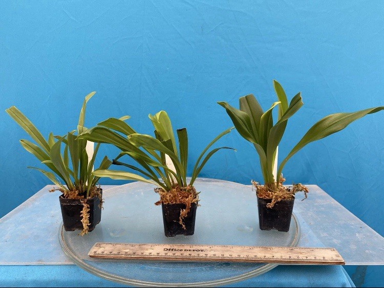 Dracula severa Red Ivory Spots Large Plants Orchid Species Divisions 1. ...