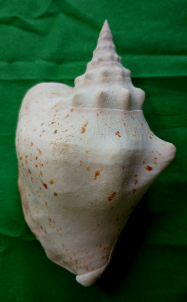 Strombus thersites #M0618 Japan 128mm | eBay