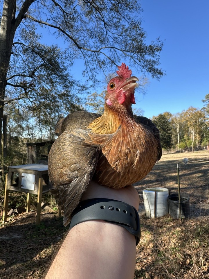 1 Dozen Black Breasted Red (BB Red) Bantam Hatching eggs, plus 2-4 extra | eBay