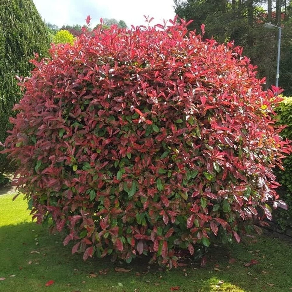Photinia Little Red Robin x 2 Plants in 9cm Pots - Evergreen Shrub for ...