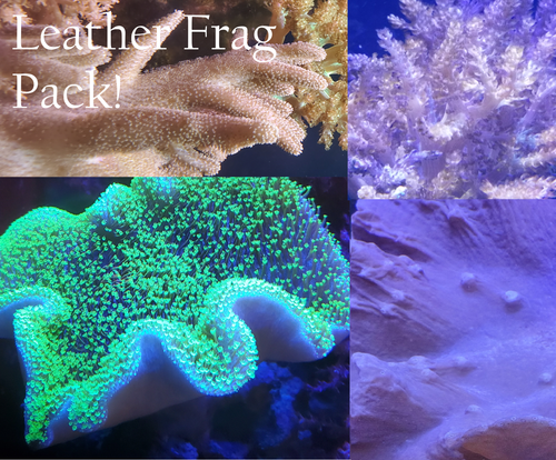 Leather Frag Pack, 4 Frags (Beginner Reef Zoas Salt Water Coral Live ...