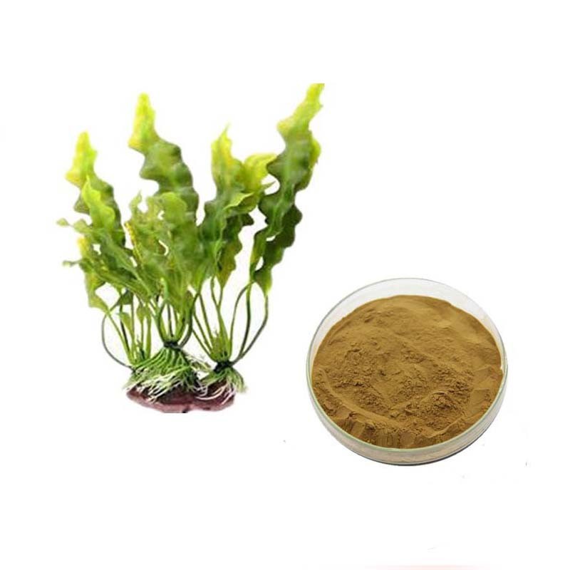 100g Fucoxanthin Powder 10% Seaweed Extract | eBay