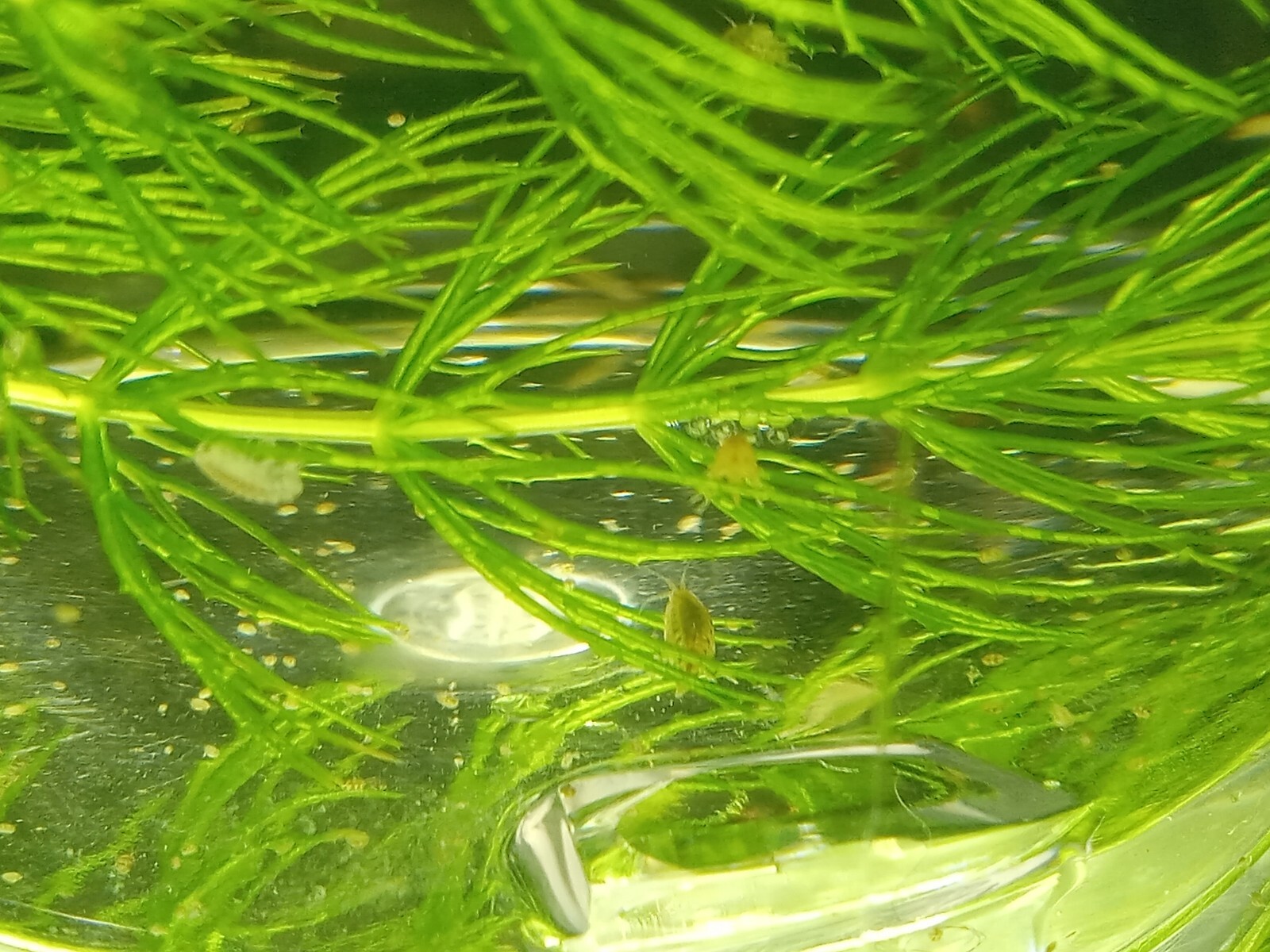 80+ Live Freshwater Scuds (Gammarus shrimp/ amphipods) Indoor Culture ...