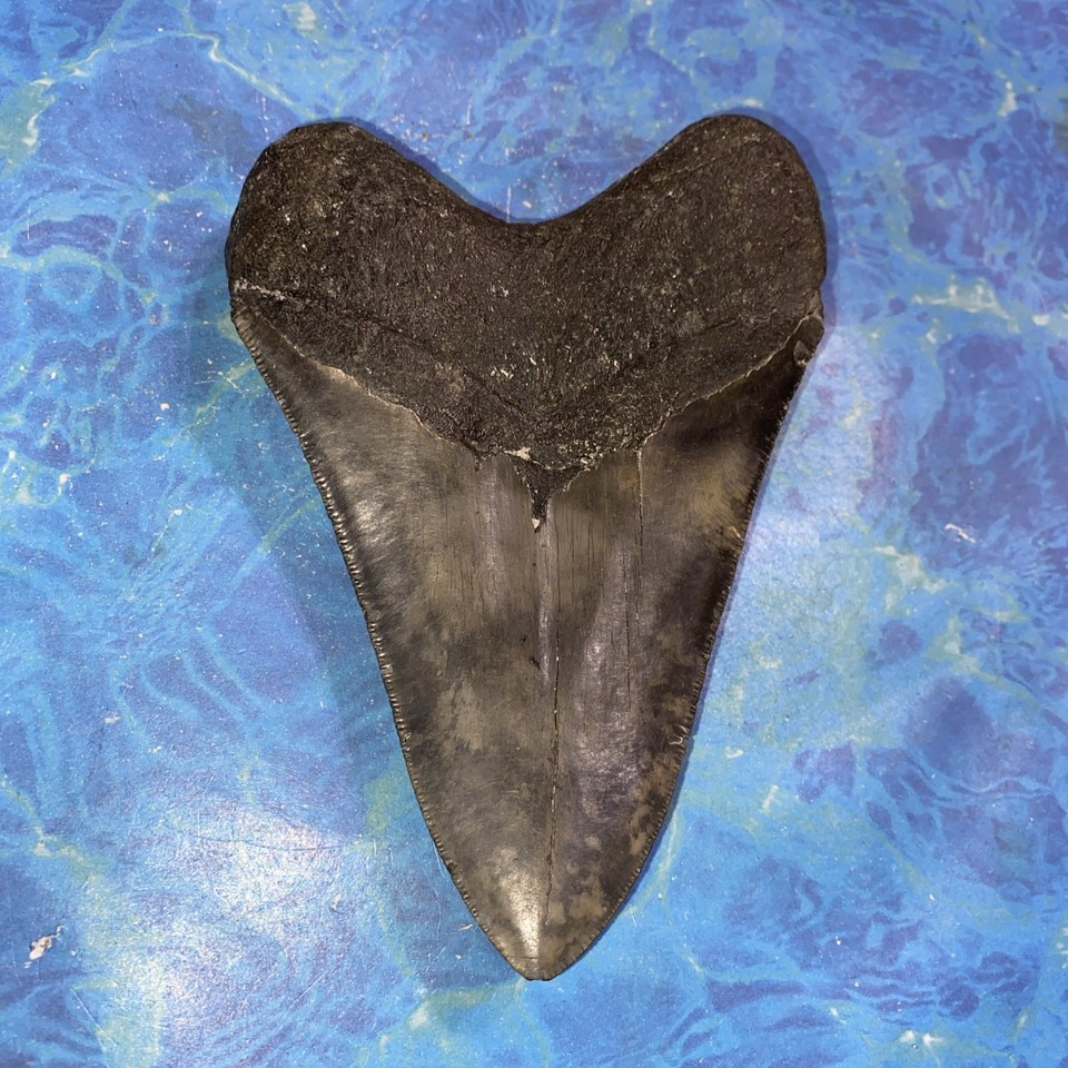 MEGALODON SHARK TOOTH 5.49” HUGE TEETH MEG SCUBA DIVER DIRECT FOSSIL NC ...
