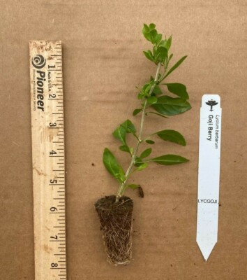 Goji Berry (Lycium barbarum) TC Plant Plug Bush -4-8 inches! -Edible ...