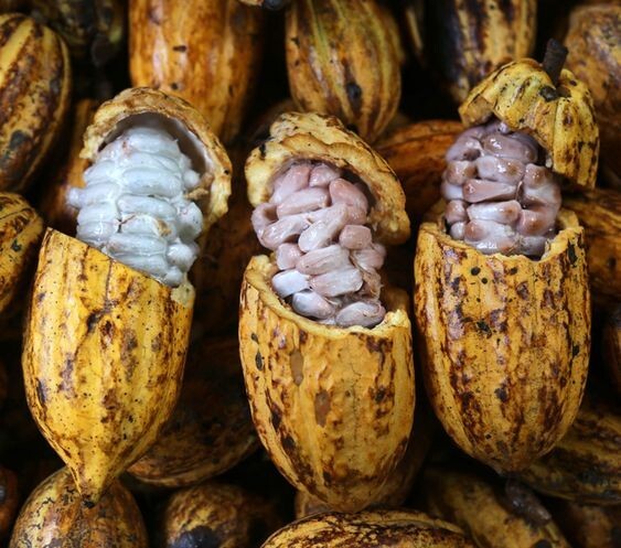50+ Chocolate Tree Seeds Theobroma Cacao -CRIOLLO Cocoa Garden Seeds ...