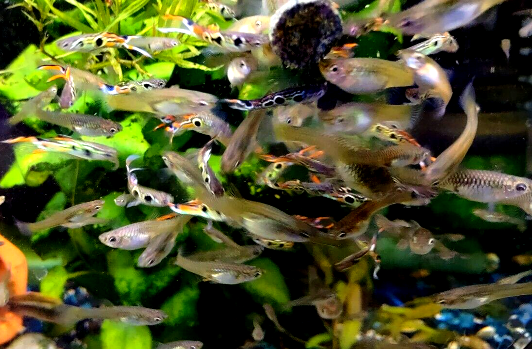 PURE RUSSIAN RED STAECK Endler's 3 Pairs (2 Pair+ One Free Pair (3M/3F ...