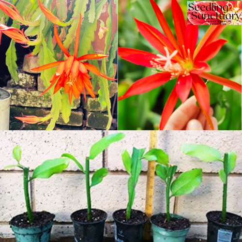 2pcs red Night Blooming Epiphyllum Oxypetalum (Kadupul) Live Cuttings ...