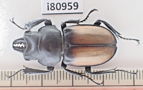 i80959. Insects, Lucanidae, Neolucanus sp. New?. Vietnam. New area | eBay