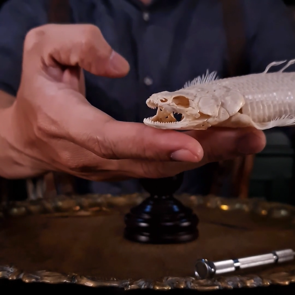 Real Mottled Bichir skeleton, Polypterus Weeksii, real fish skeleton ...