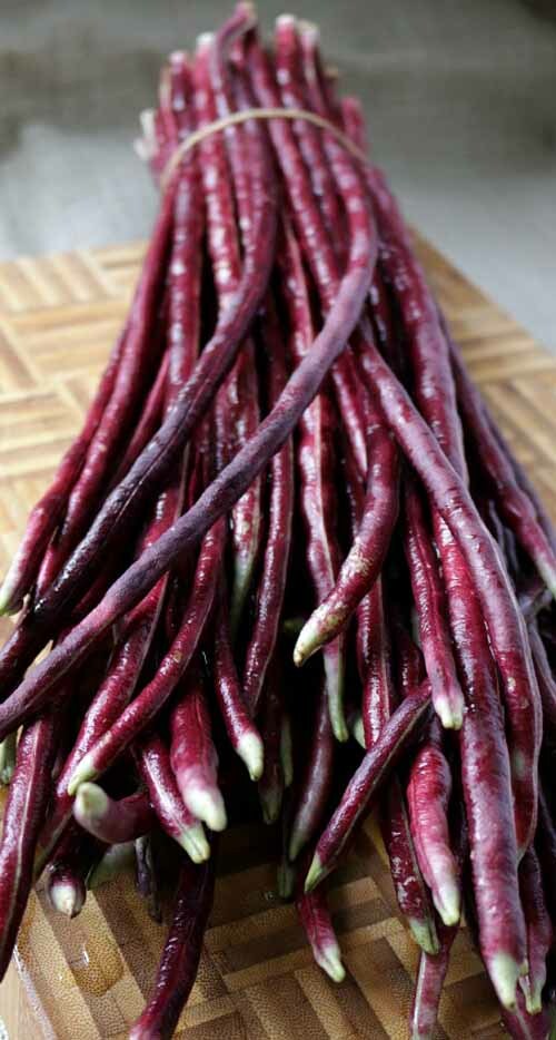 20+ Purple-red Yard Long Bean seeds Asian Chinese Noodle Bean String ...