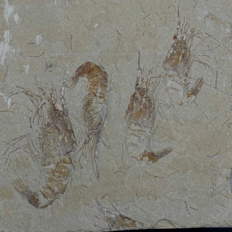 Carpopenaeus callirostris fossil shrimp – Late Cenomanian Sannine ...