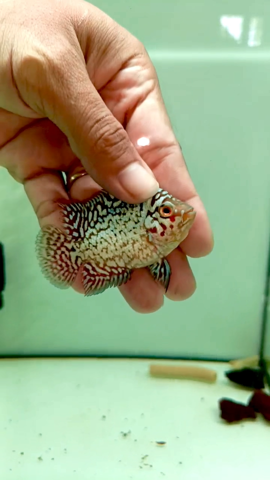 1 Male-Live Aquarium Flowerhorn Fish High Quality - King Kamfa F2 - USA ...