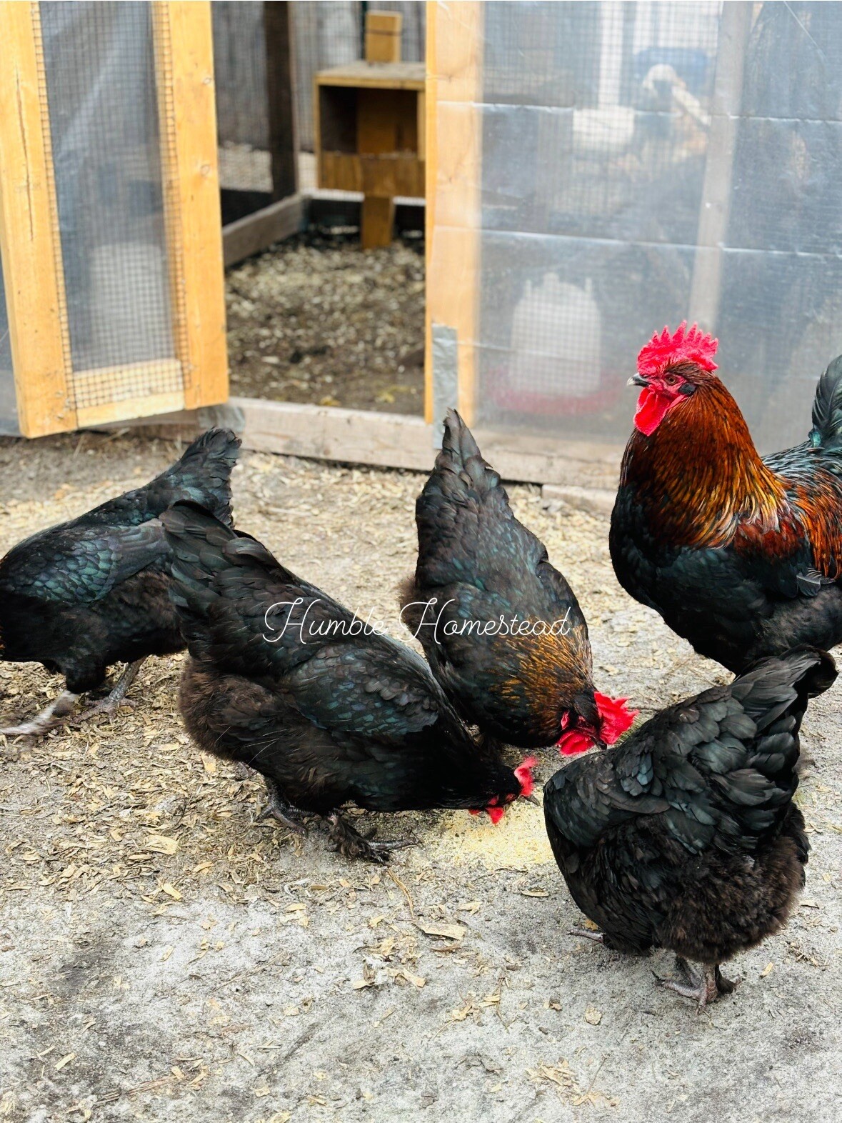 12+ French Black Copper Maran HATCHING eggs. NPIP/AI Clean | eBay