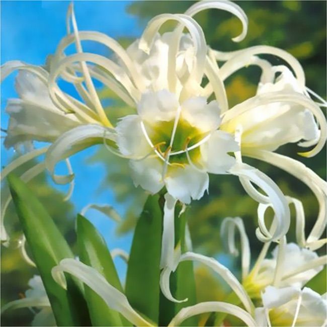 Ismene Plant Ismene X Deflexa | Hymenocallis Festalis | Hymenocallis X