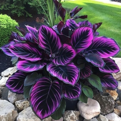 25+ Seeds Purple Tip Calathea Couture Flower Indoor or Outdoor ...