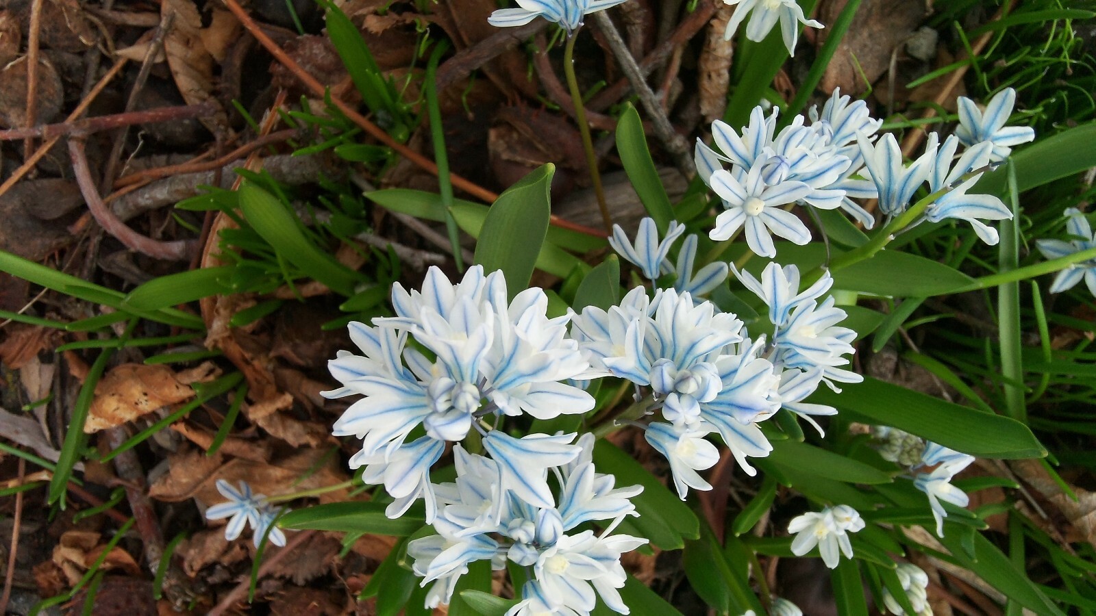 25 PUSCHKINIA LIBANOTICA (RUSSIAN SNOWDROP) BULBS HARDY GARDEN SPRING ...