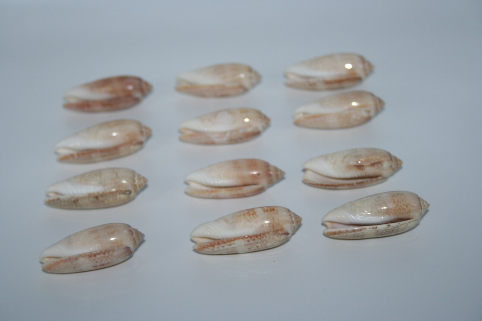 12 Lettered Olive Seashells ~ Home/Event Decor ~ Jewelry ~ Crafts ~ 2 ...