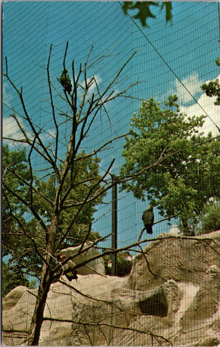 Cincinnati Zoo Flight Cage Birds Of Prey Cincinnati Ohio OH Postcard ...