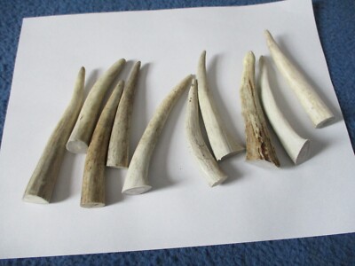 10 Real Deer Antler points tips antler art craft P9 | eBay