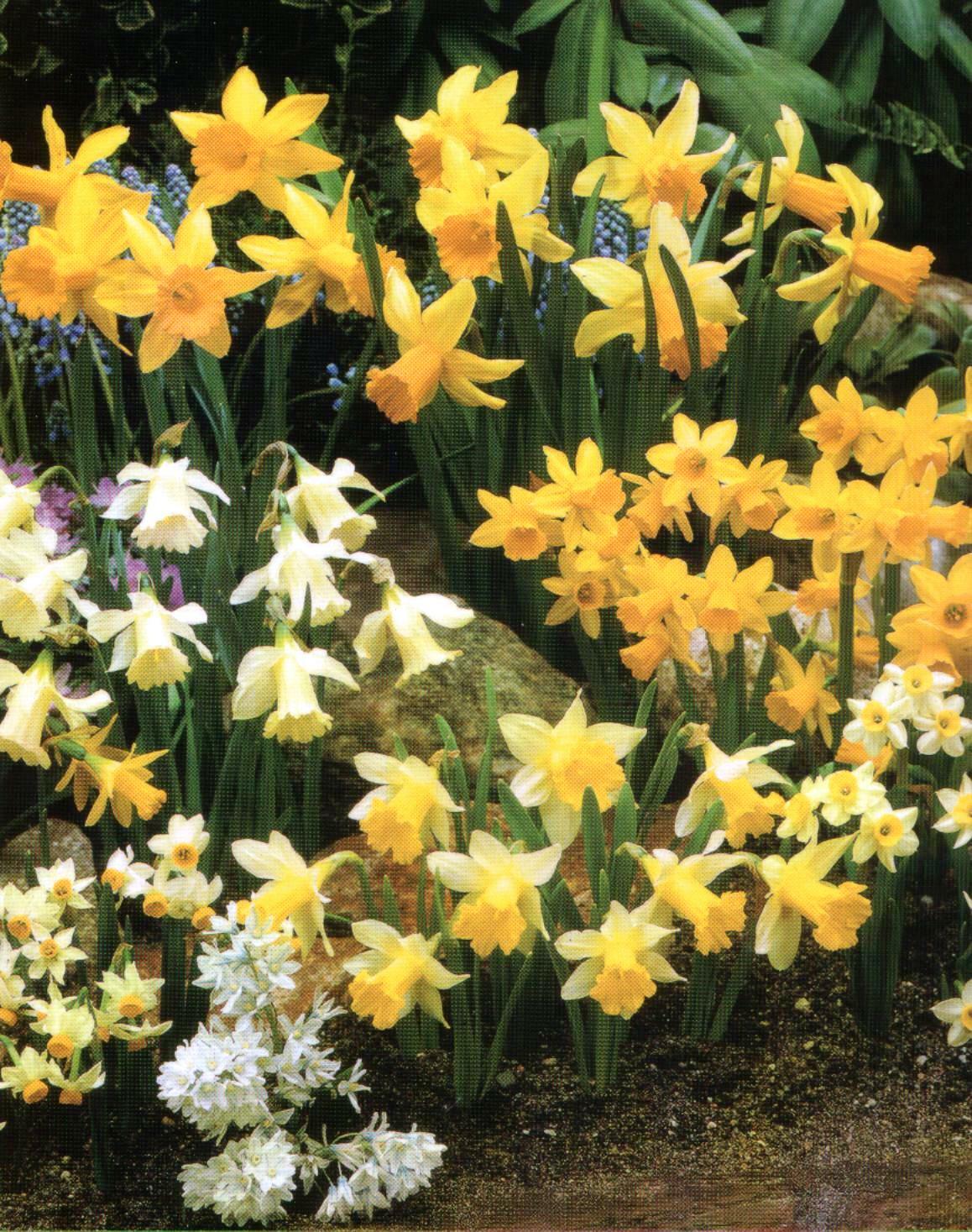 1-1000 MIXED MINIATURE DAFFODIL/NARCISSUS BULBS SPECIAL MIXTURE DWARF ...