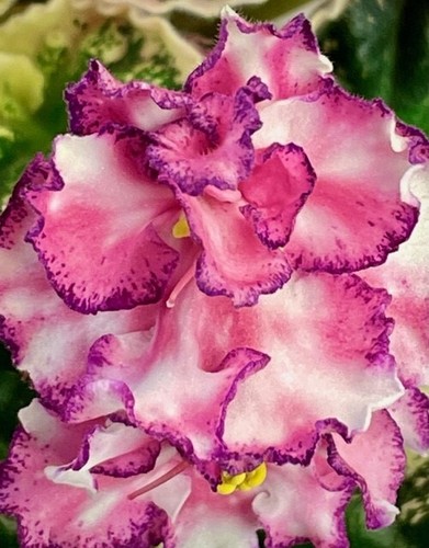 African Violet, Hunter's Southern Sky (STND); New Introduction! Gorgeous!!! | eBay