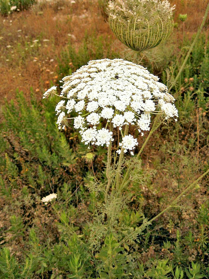 QUEEN ANNS LACE 1005 SEEDS, DAUCUS CAROTA, WILD CARROT, WILDFLOWER ...
