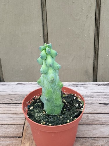 Myrtillocactus geometrizans 'fukurokuryuzinboku' (bobbie cactus) rare ...