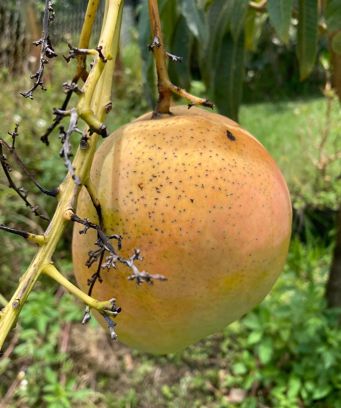 Buttercream Grafted Rare MANGO Tree 3Gal Pot Ready To Fruit Ship UPS ...