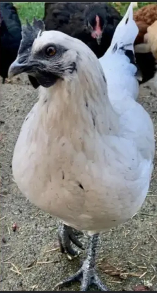 12 zombie chicken hatching eggs.NPIP/AI Clean | eBay