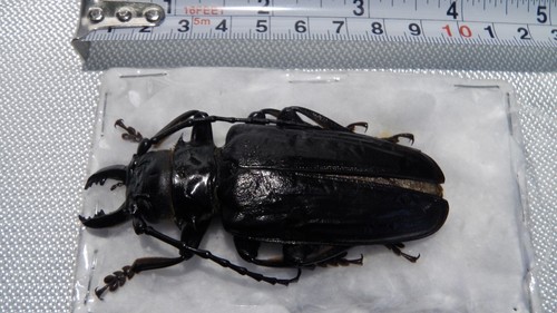 Anthracocentrus Beringei Mâle 85mm A1 Kenya Entomologie Scarabée #0 | eBay