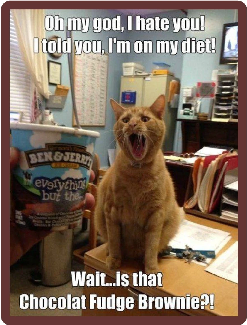 Oh My God Cat Meme