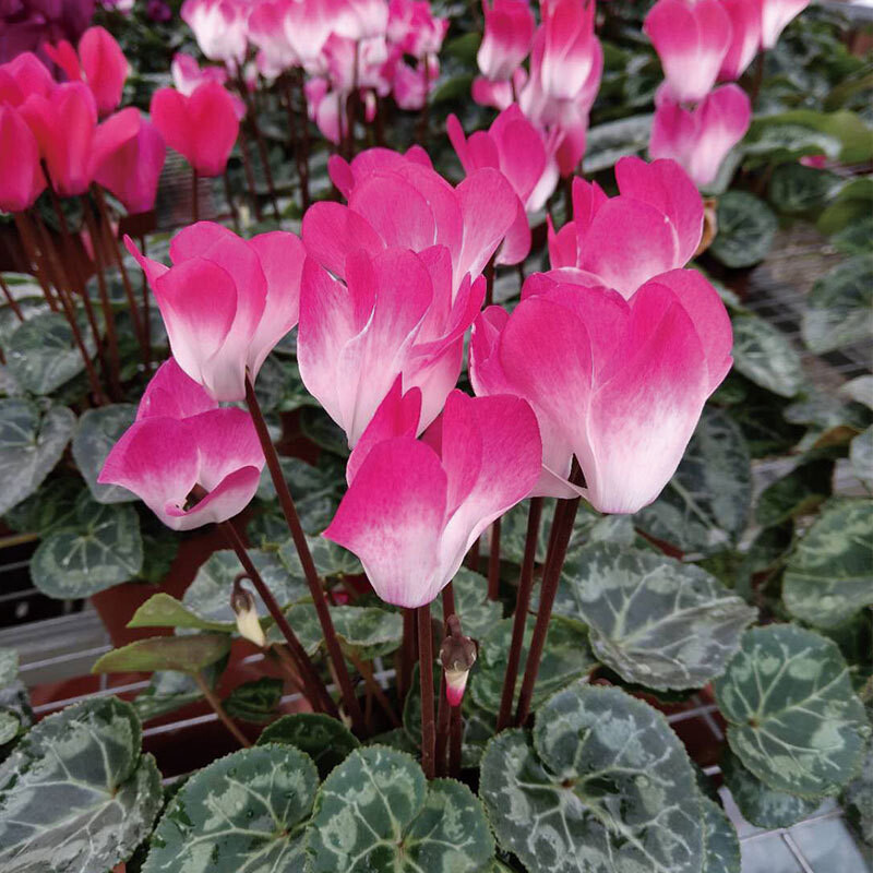 10Pcs Cyclamen persicum mixed Seeds flowers | eBay