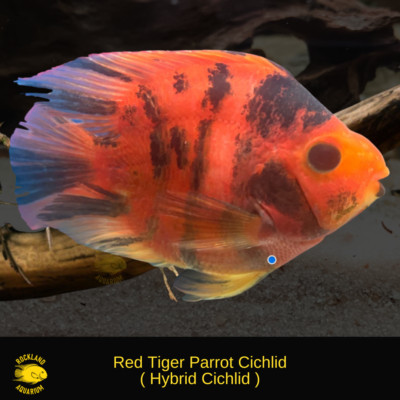 Red Tiger Parrot Cichlid - Hybrid Cichlid - Live Fish | eBay