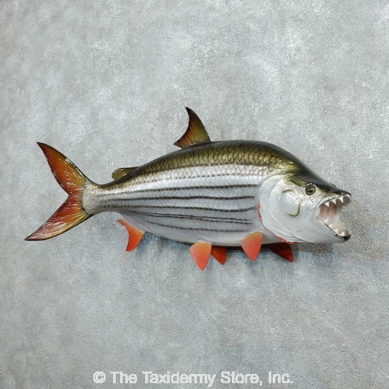 River Monsters African Tiger Fish