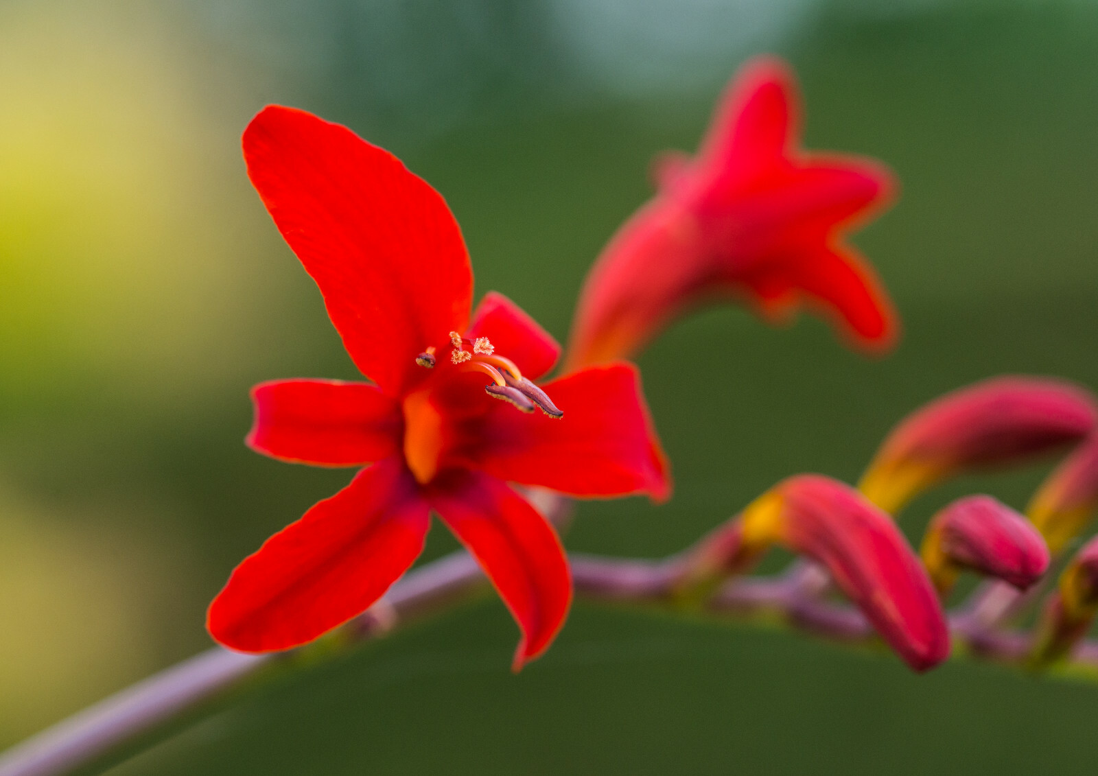 10x Crocosmia Small Flowering MIX Summer Bulbs Garden Perennial ...
