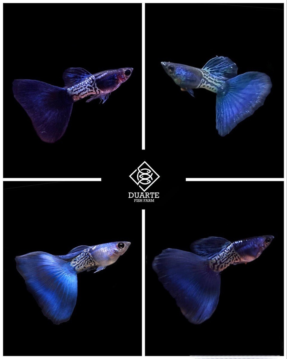 Blue Snakeskin Guppy Japan Blue Mossaic Guppy Pair Buy Aquarium