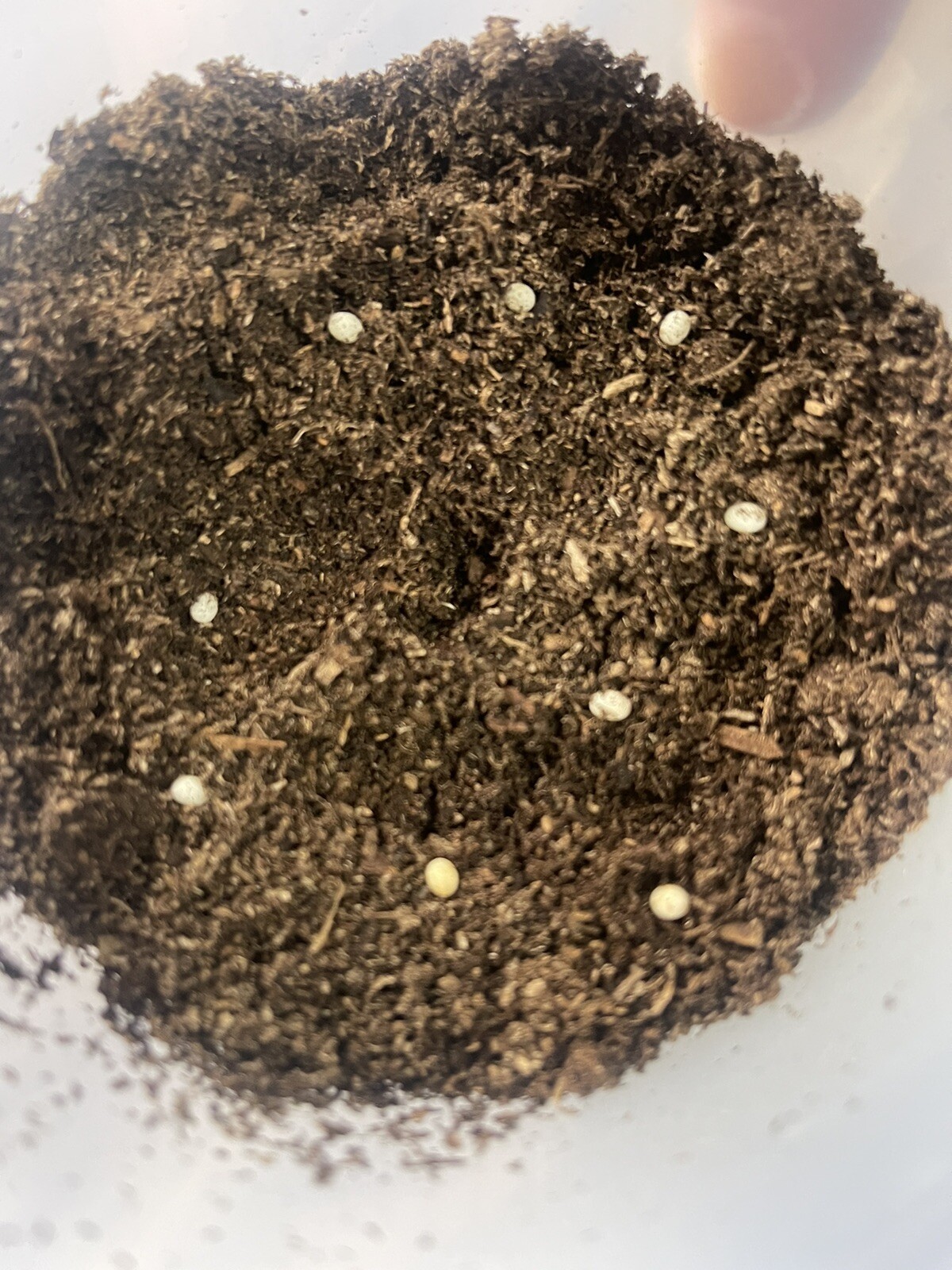 Fermented Hercules Stag Rhino Beetle Substrate Gallon Hardwood Oak Mx ...