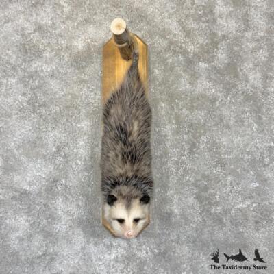 #29941 E | Wall-Hanging Opossum Taxidermy Mount For Sale | eBay