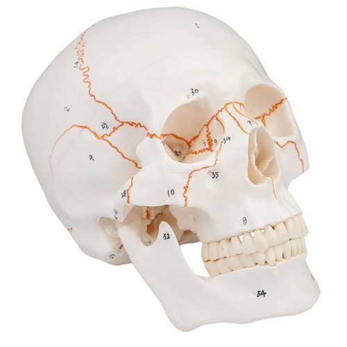 Numbered Human Skull Model Life Size Medical Quality Anatomical Model 3 ...